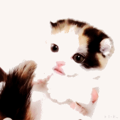 Cat-nicknames GIFs - Get the best GIF on GIPHY