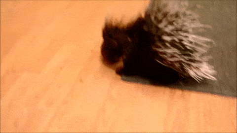 Porcupine Float GIFs - Find & Share on GIPHY