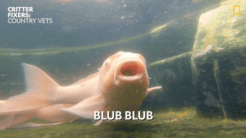Blub GIFs - Get the best GIF on GIPHY