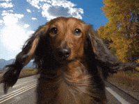 Head-out-window GIFs - Get the best GIF on GIPHY