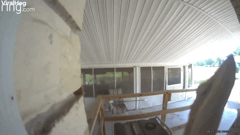 Lizard GIF by ViralHog - Find & Share on GIPHY