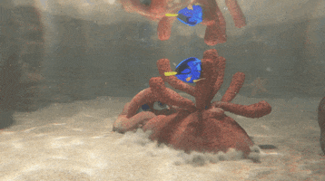 Finding Nemo GIFs - Find & Share on GIPHY