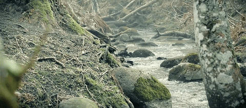 Spring River GIF by Jerology - Find & Share on GIPHY