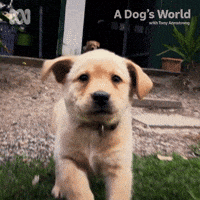 Puppy's Rennen Gif Puppy Running GIFs Find & Share On GIPHY
