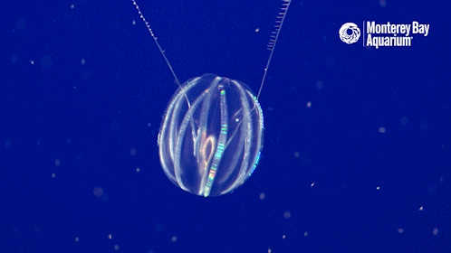 Comb Jellyfish GIFs - Get the best GIF on GIPHY