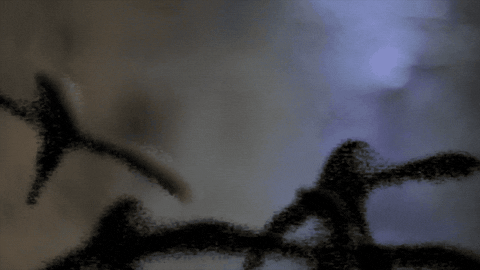 Shadow Birds GIFs - Get the best GIF on GIPHY