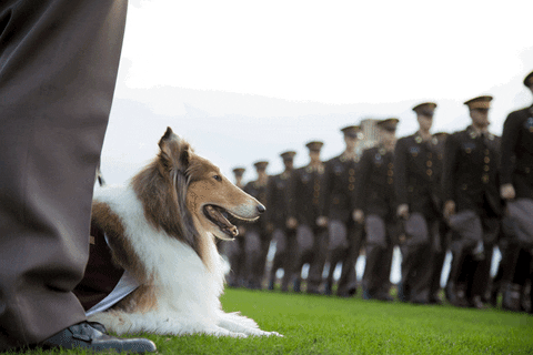 Reveille GIFs - Get the best GIF on GIPHY