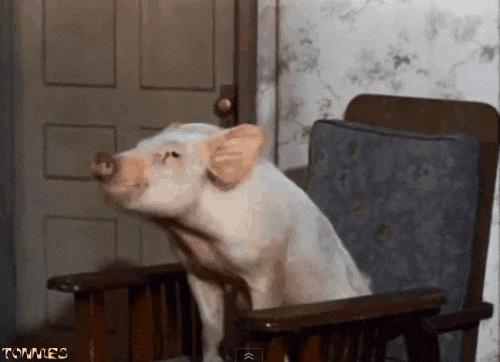 Green-pigs GIFs - Get the best GIF on GIPHY