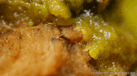 Maggot Cheese Gif