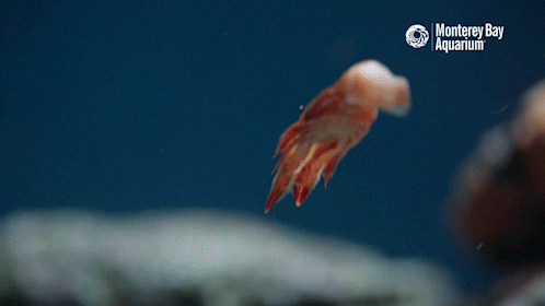 Red Crab GIF by Monterey Bay Aquarium - Find & Share on GIPHY