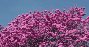 Pink Trees GIFs - Find & Share on GIPHY