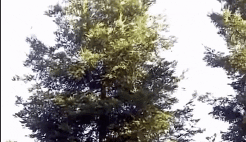 Sequoia Sempervirens GIF by alixmcalpine - Find & Share on GIPHY