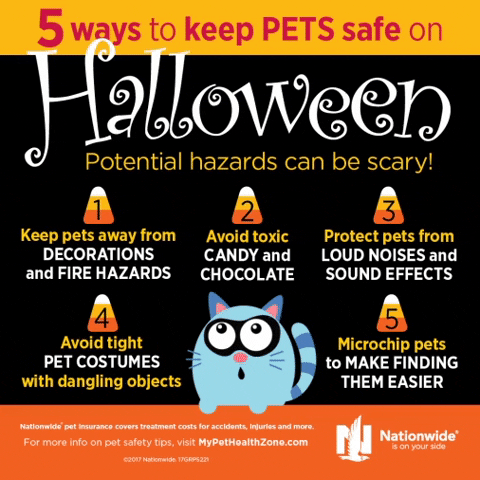 Pet-safety GIFs - Get the best GIF on GIPHY