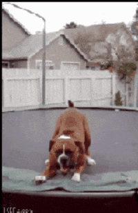 Trampoline Gif