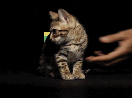 Cat Gif GIF by Product Hunt - Find & Share on GIPHY