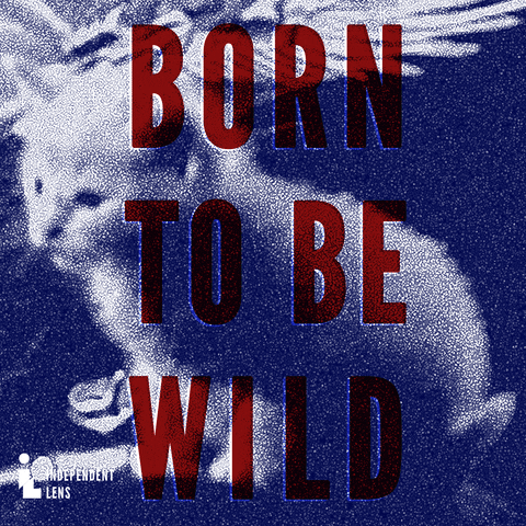 Born To Be Wild Cats GIF by Independent Lens - Find & Share on GIPHY