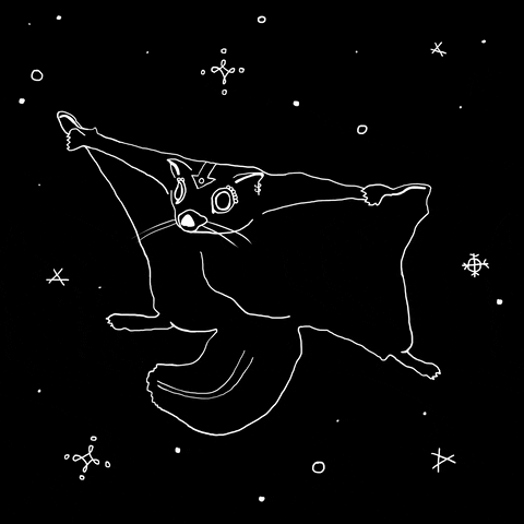 Flying Squirrel GIF by littlekingdoms - Find & Share on GIPHY