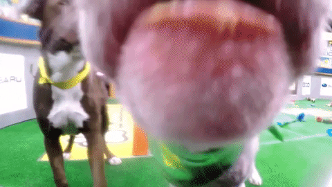 Dog Licking GIF by Puppy Bowl - Find & Share on GIPHY