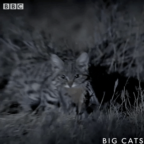 Cute but lethal! World's most dangerous CAT arrives at Utah zoo: Black ...