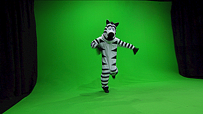 Dancing Zebra GIFs - Get the best GIF on GIPHY