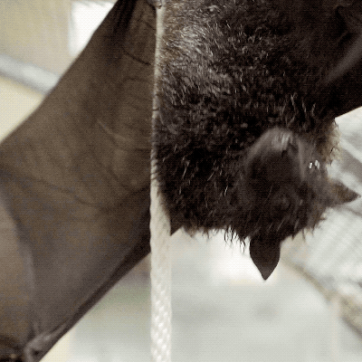 Cute Fruit Bats Gif