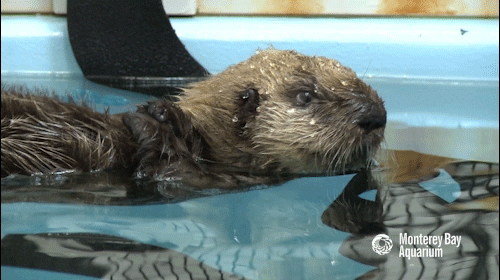 Sea Otter GIF by Monterey Bay Aquarium - Find & Share on GIPHY