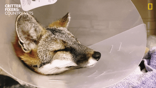 National Geographic Fox GIF by Nat Geo Wild - Find & Share on GIPHY