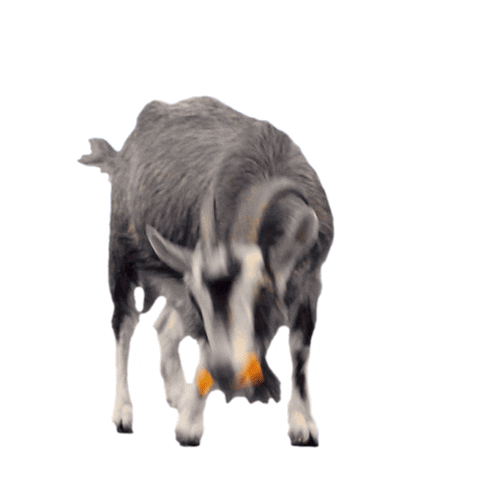 Goat Carrot GIF by MINI Italia - Find & Share on GIPHY