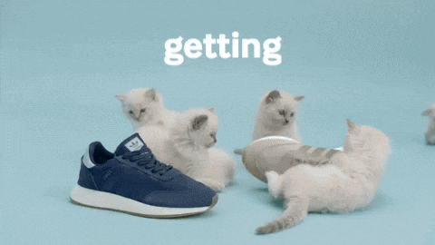 Cat Win Gif