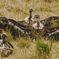 Vultures Gif