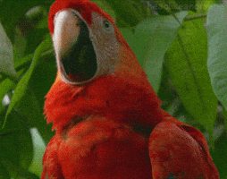 Scarlet Macaw Parrot GIF by Head Like an Orange - Find & Share on GIPHY
