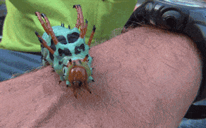 Parasitoid-wasp GIFs - Get the best GIF on GIPHY