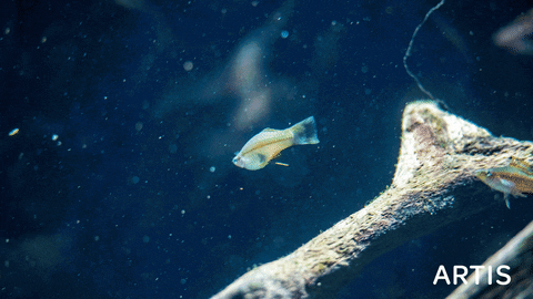 Water Fish GIF by ARTIS - Find & Share on GIPHY
