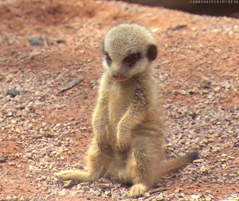 Cute Cheetah GIFs - Get the best GIF on GIPHY