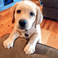 Sad Puppy Dog Face Gif