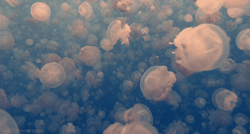 Sea Creatures GIF - Find & Share on GIPHY
