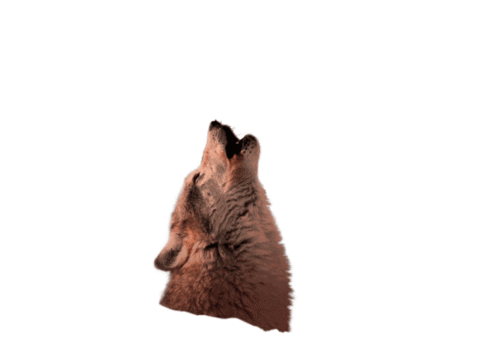 Werewolf Week GIFs on GIPHY - Be Animated