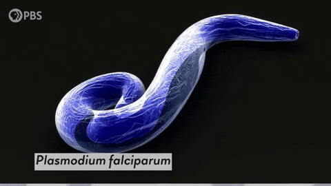 Parasite Algae GIF by PBS Digital Studios - Find & Share on GIPHY