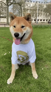 Doge Meme Gif