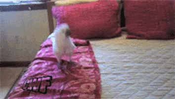 Umbrella Cockatoo GIFs - Get the best GIF on GIPHY
