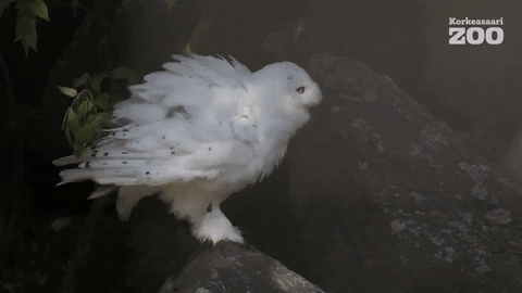 Birds GIFs on GIPHY - Be Animated