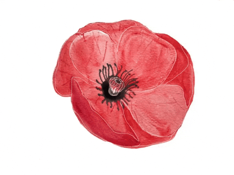 Poppy-flower GIFs - Get the best GIF on GIPHY