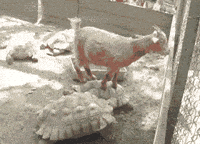 Baby Goat Gif Tumblr