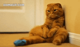 Cat Falling GIFs - Find & Share on GIPHY