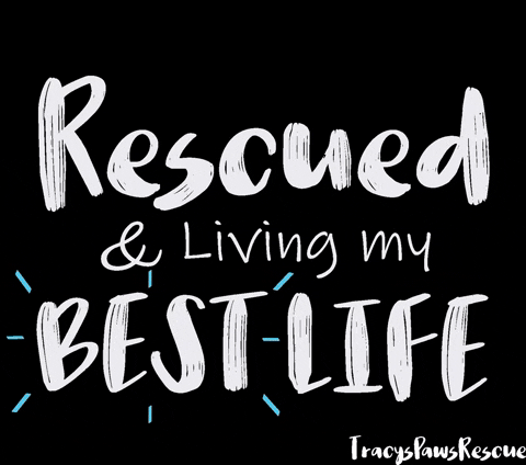 Rescued Dog GIFs - Get the best GIF on GIPHY