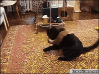 Drunk Squirrel Gif