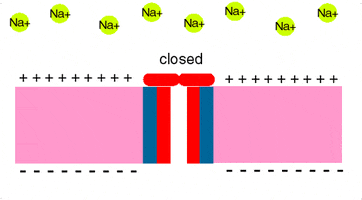 Action Potential GIFs - Find & Share on GIPHY