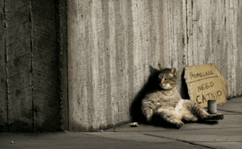 Begging Cat Gif